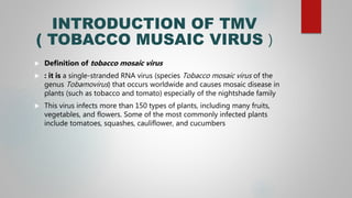 Presentation1 tobacco musaic.pptx