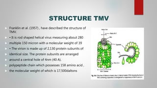 Presentation1 tobacco musaic.pptx