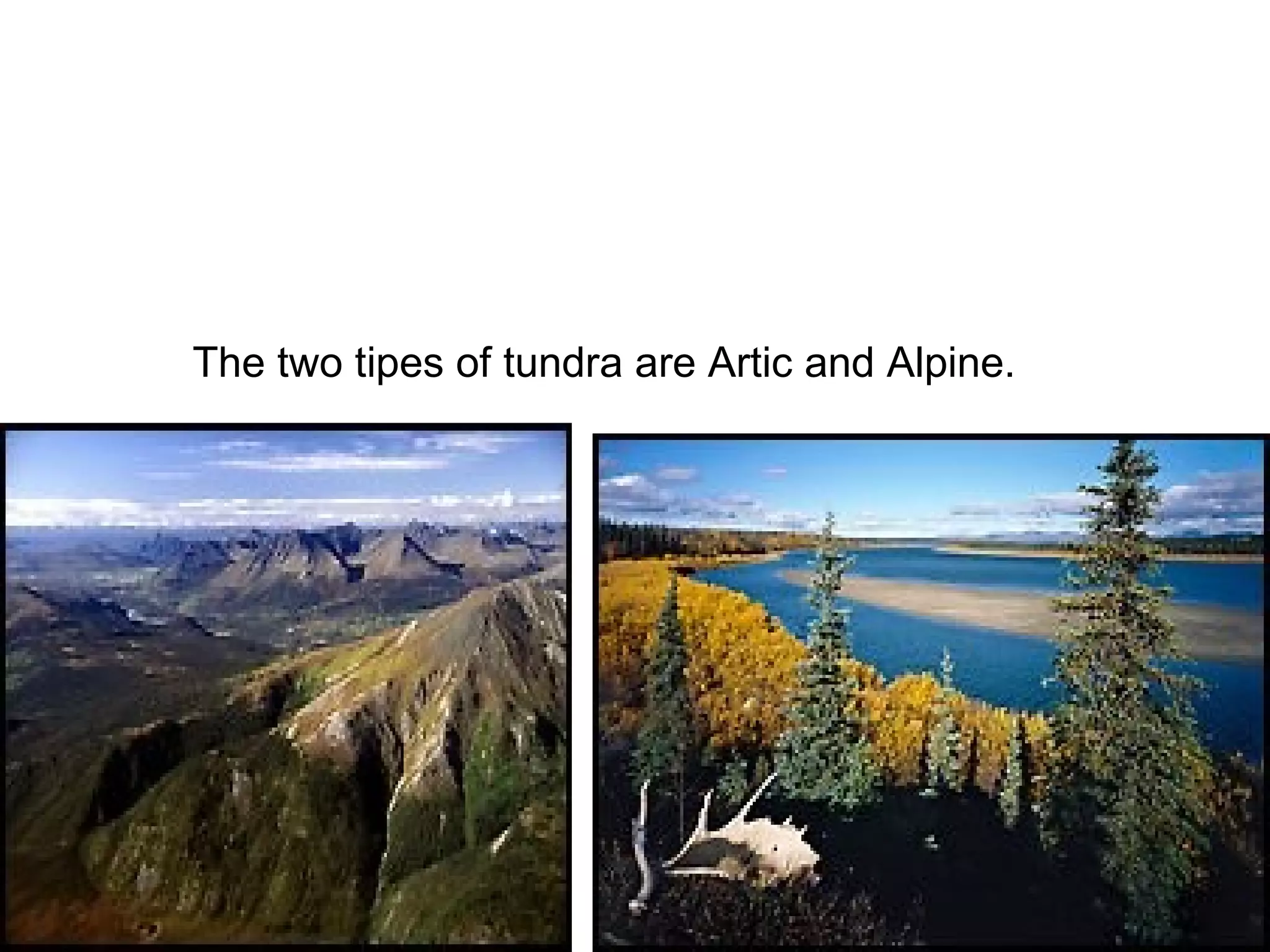 Presentation1 Tundra Ppt Campbell | PPT
