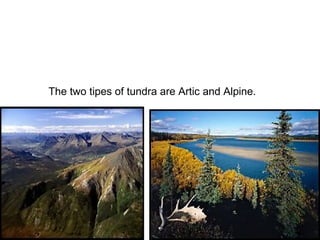 Presentation1 Tundra Ppt Campbell | PPT