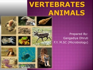 Vertibrates Animal | PPTX