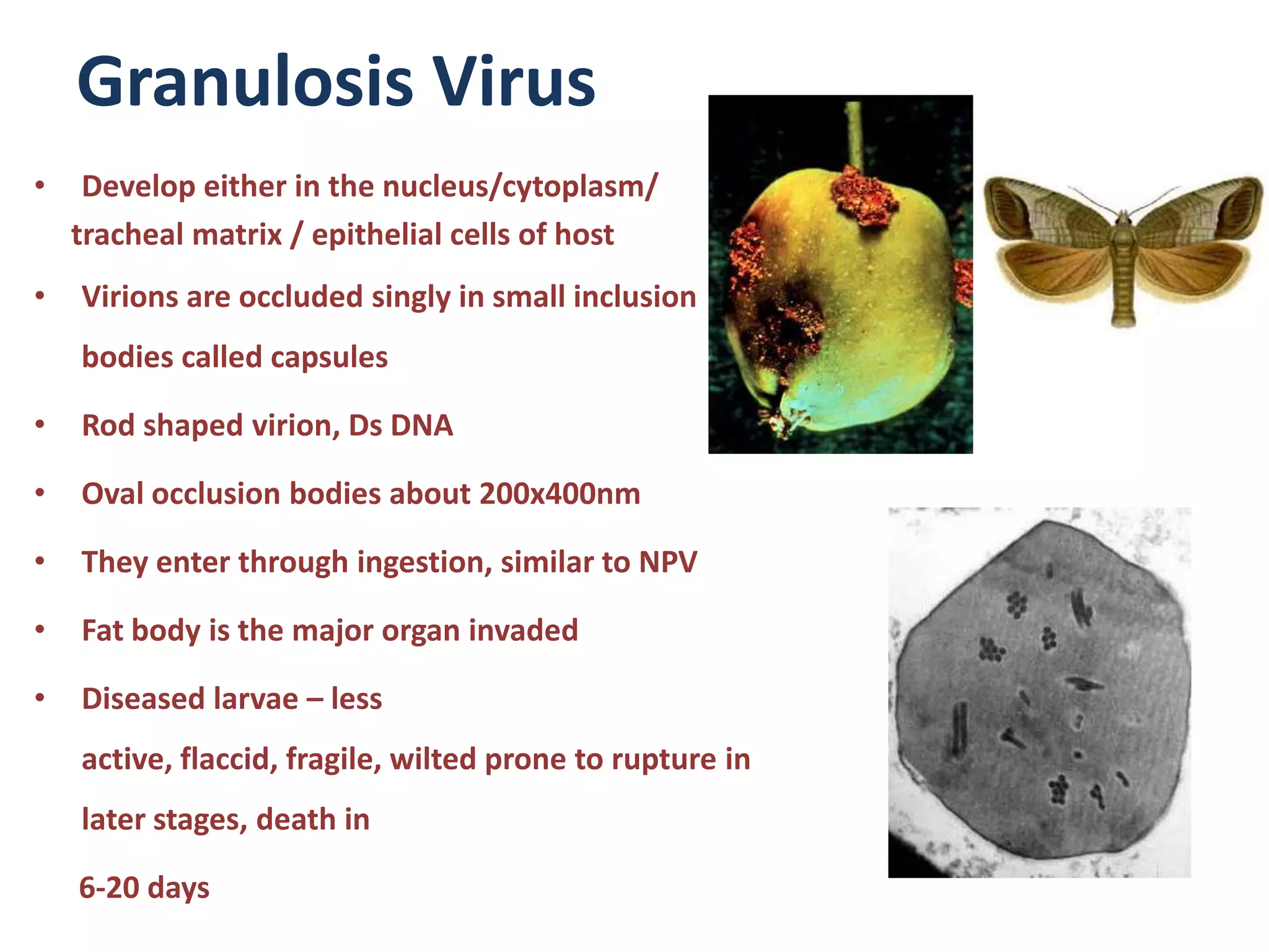Viral Biopesticides | PPTX | Biological Sciences | Science