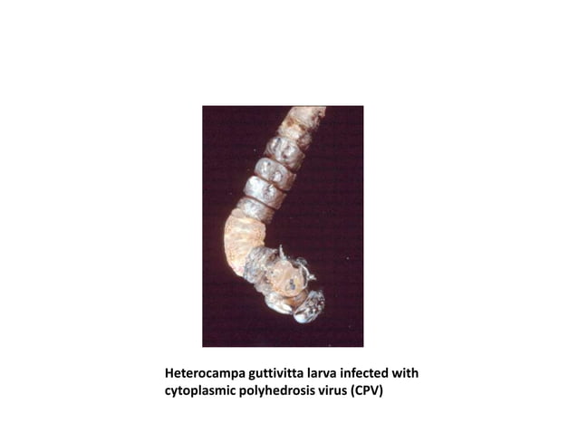 Viral Biopesticides | PPTX | Biological Sciences | Science