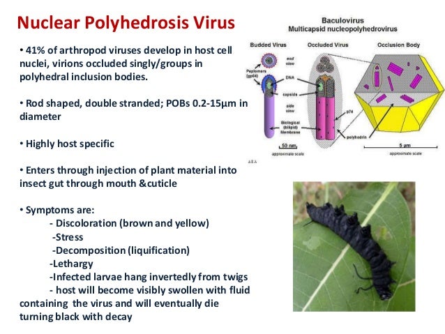 Nuclear Polyhedrosis Virus ~ Everything You Need to Know with Photos ...