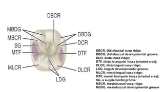 Occlusion and Mmf vv-1.pptx