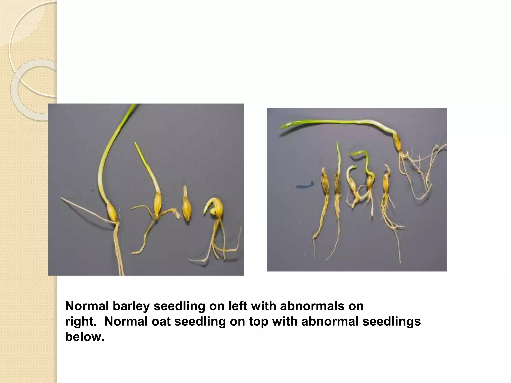 Seed Testing for Germination | PPTX
