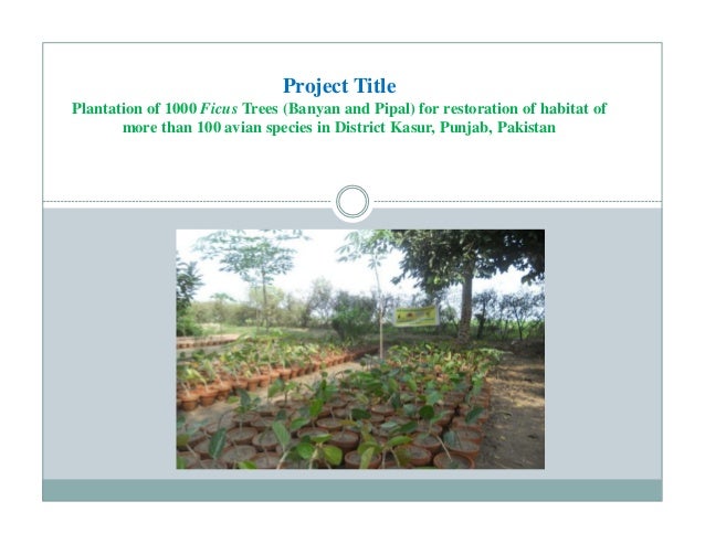 Presentation About Ficus trees Plantation Project