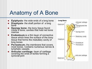 a little about bones | PPT