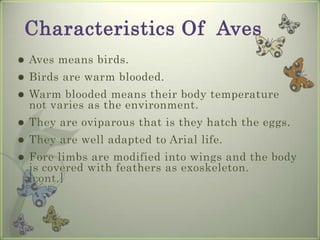 aves and mammals | PPTX