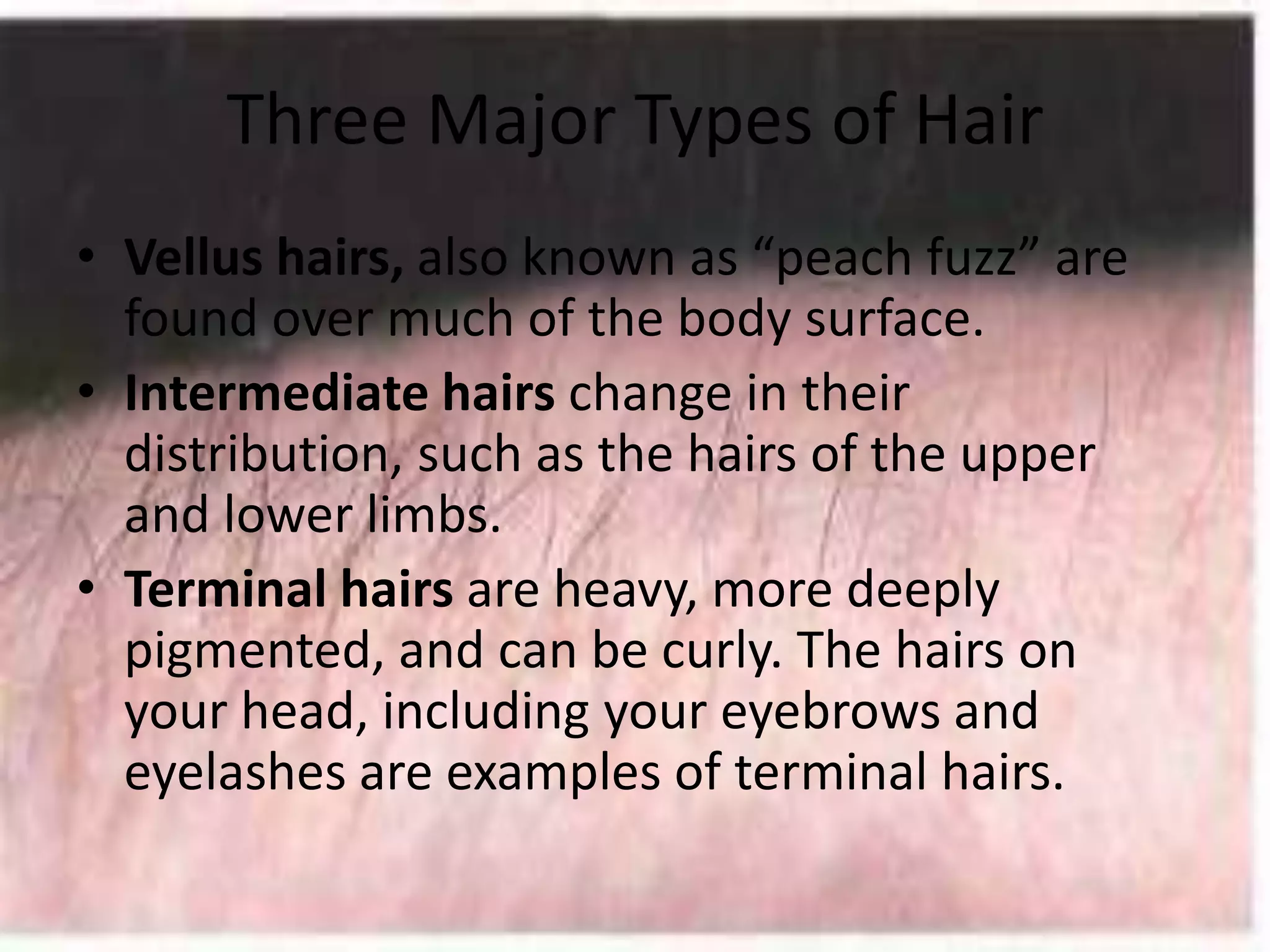 Male Pattern Baldness | PPTX | Hair Care | Beauty