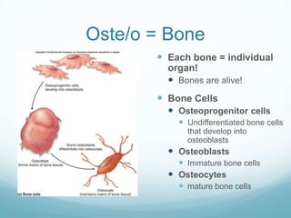 About the Bones | PPTX