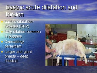 Veterinary Gastrointestinal surgery Part-II | PPT