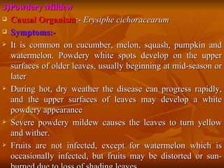 Diseases Of Cucumber | PPT