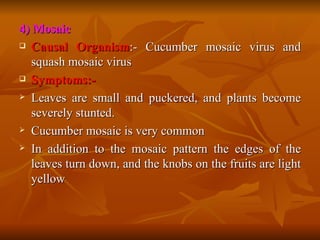 Diseases Of Cucumber | PPT