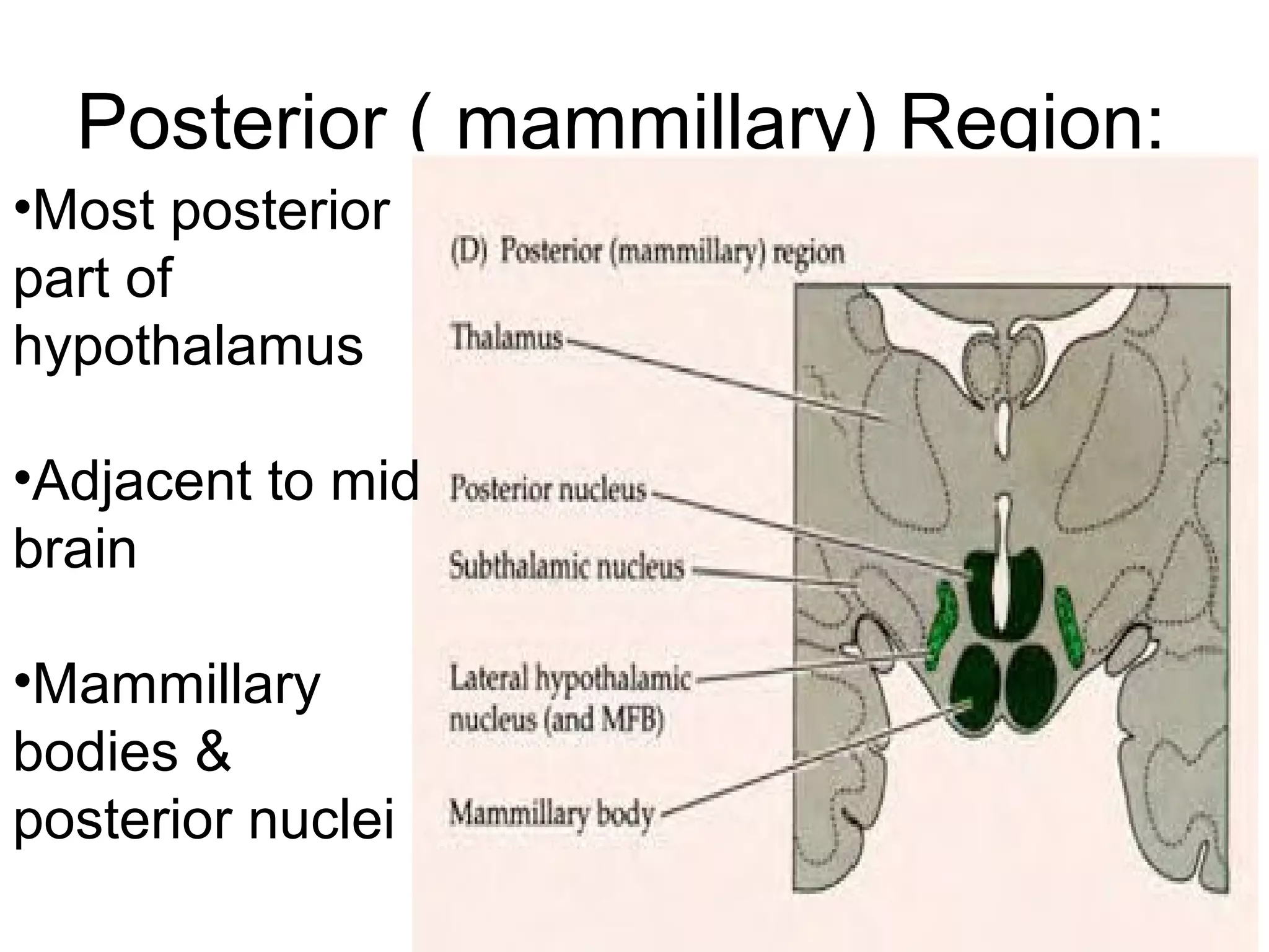 Hypothalamus | PPT