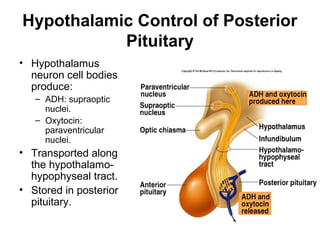 Hypothalamus | PPT
