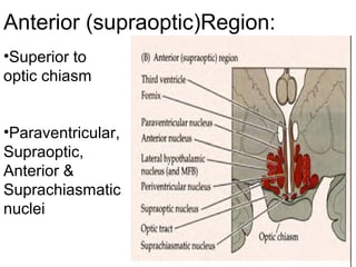 Hypothalamus | PPT