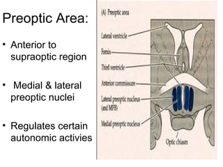 Hypothalamus | PPT