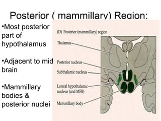 Subthalamic Nucleus Hypothalamus