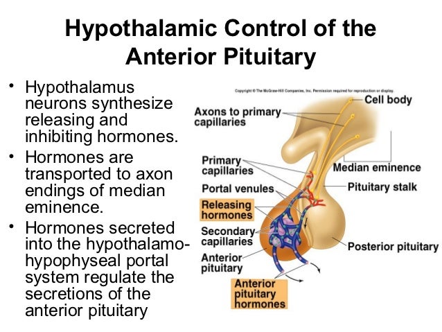 Hypothalamus