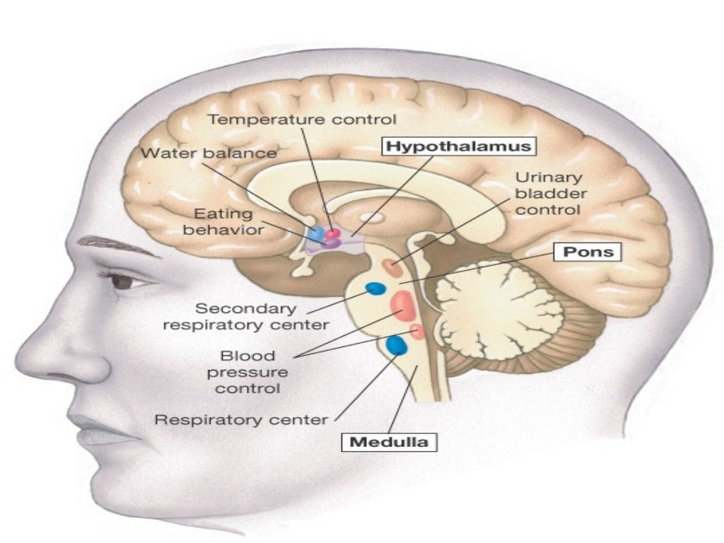 Hypothalamus Hypothalamus