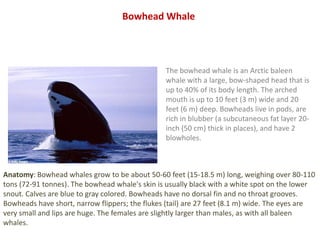 Presentation2 | PPTX | Fish and Aquariums | Pets