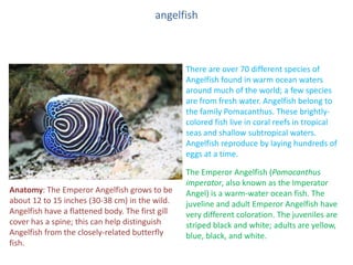 Presentation2 | PPTX | Fish and Aquariums | Pets