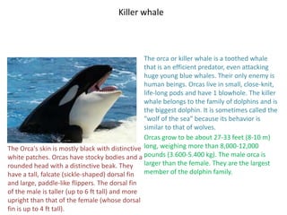 Presentation2 | PPTX | Fish and Aquariums | Pets