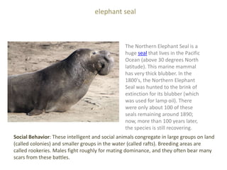 Presentation2 | PPTX | Fish and Aquariums | Pets