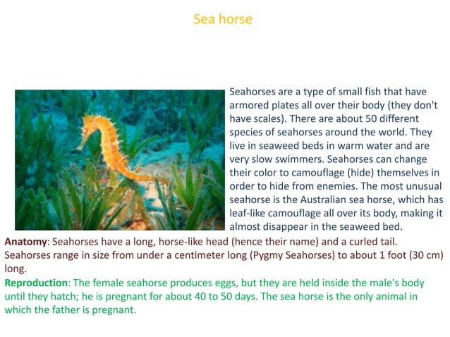 Presentation2 | PPTX | Fish and Aquariums | Pets