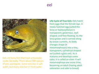 Presentation2 | PPTX | Fish and Aquariums | Pets