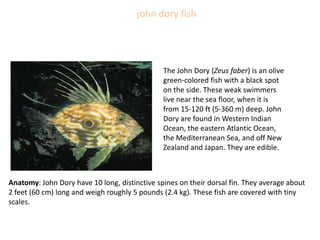 Presentation2 | PPTX | Fish and Aquariums | Pets