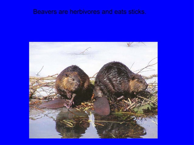 Beavers | PPT