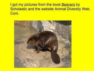 Beavers | PPT