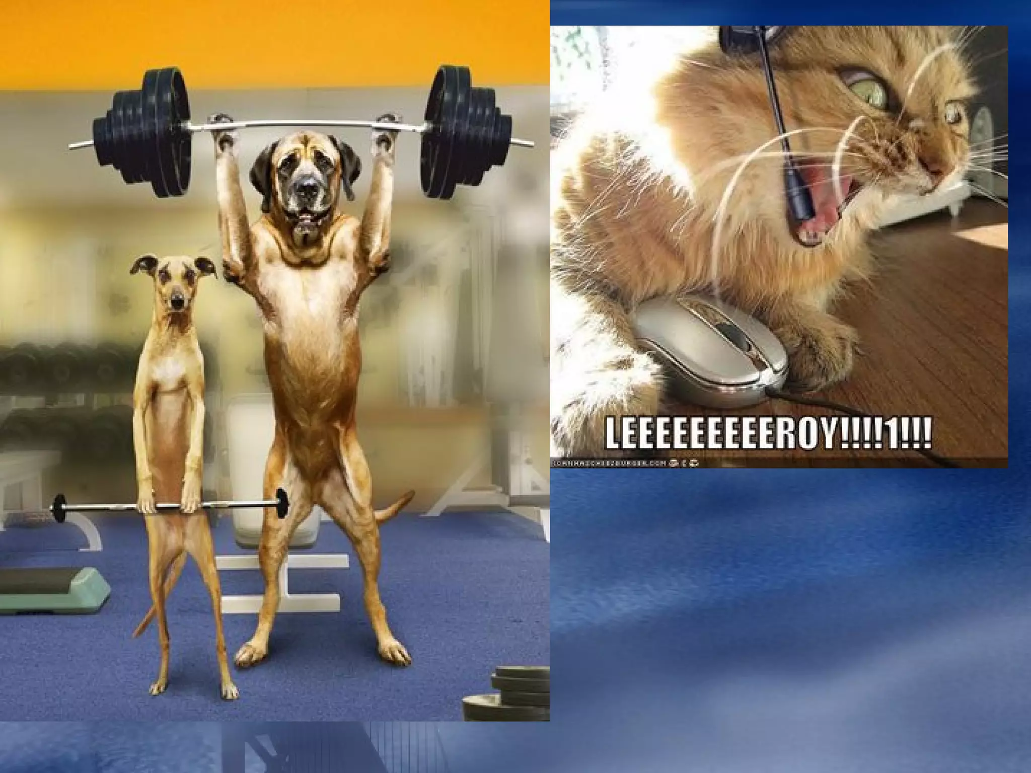 Funniest Slideshow ever | PPT