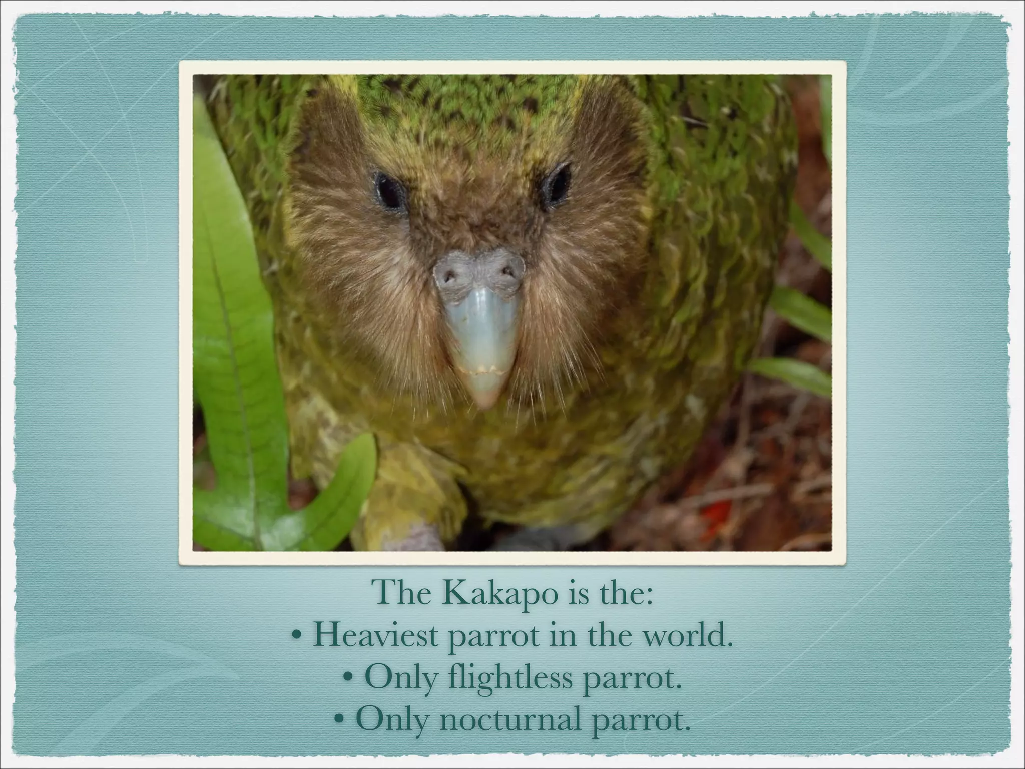 Kakapo | PDF