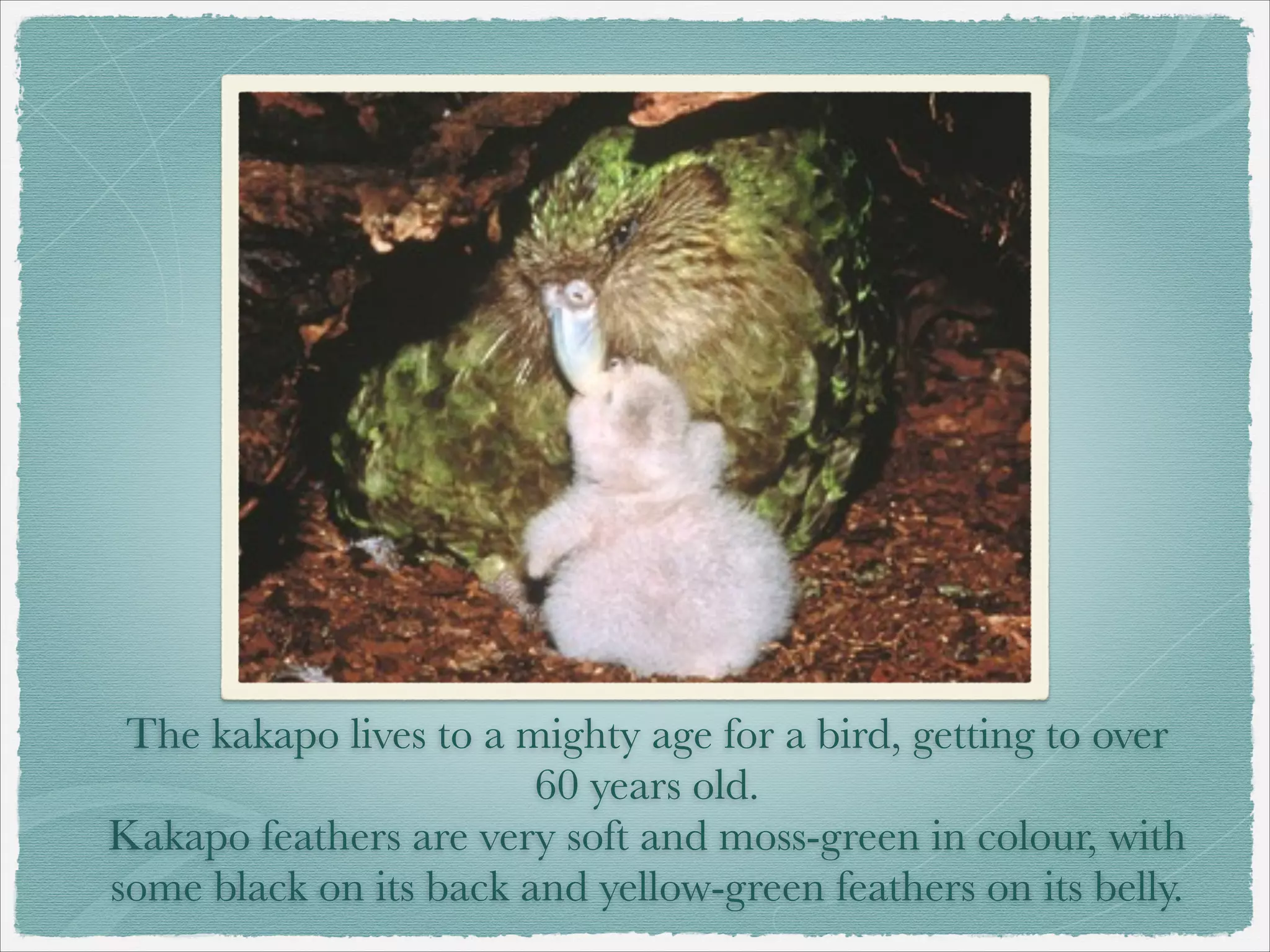 Kakapo | PDF