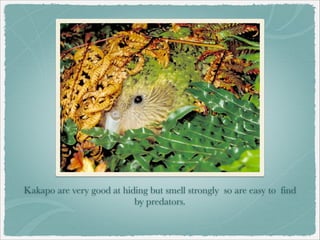Kakapo | PDF