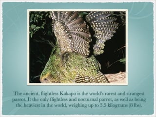 Kakapo | PDF