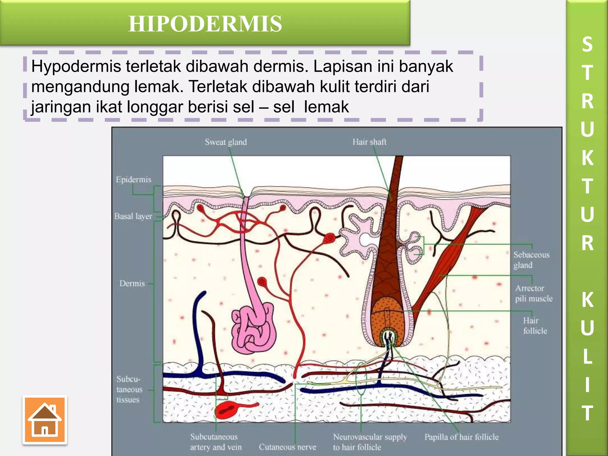 Sistem Integumen Vertebrata | PPTX