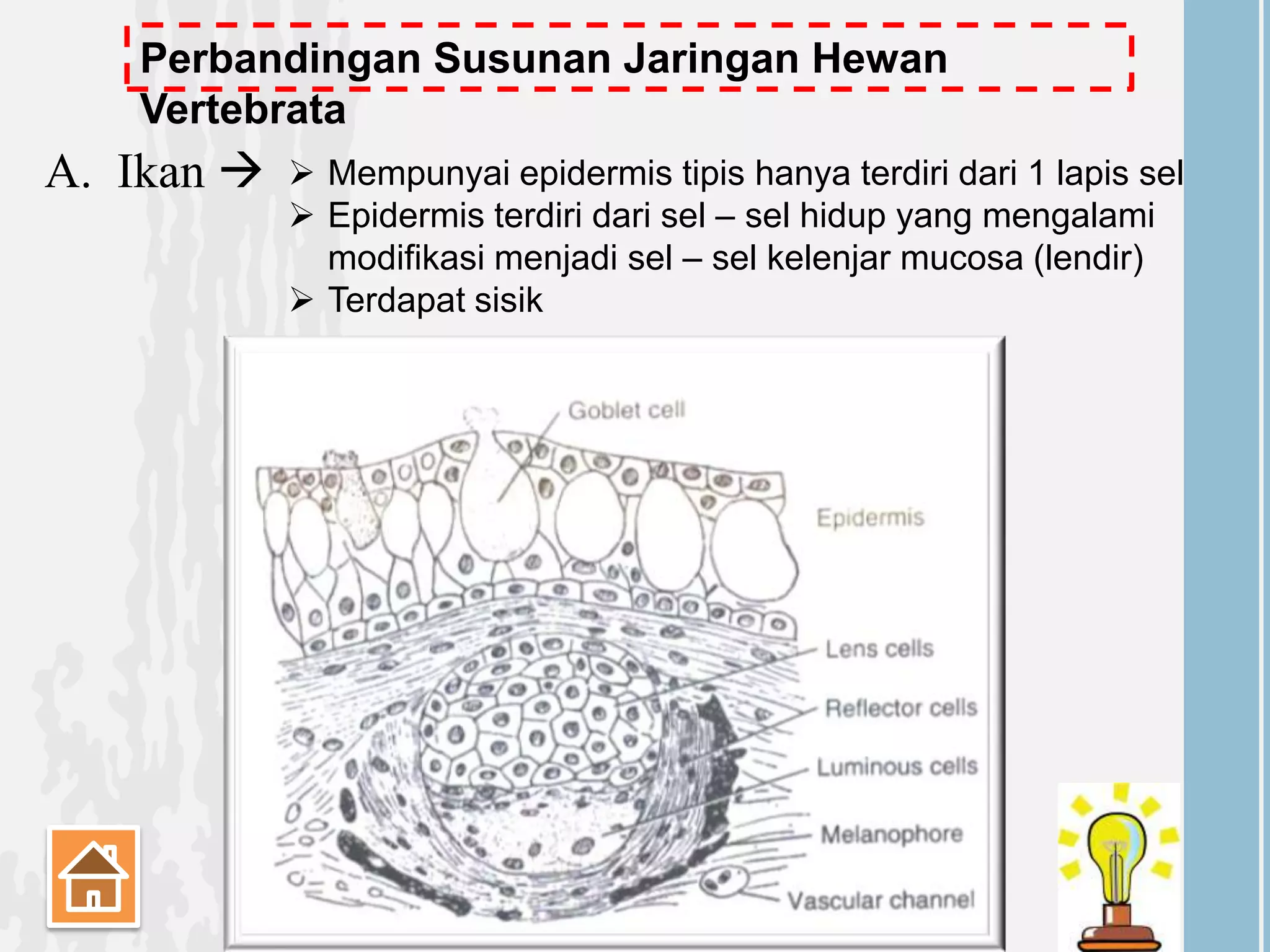 Sistem Integumen Vertebrata | PPTX