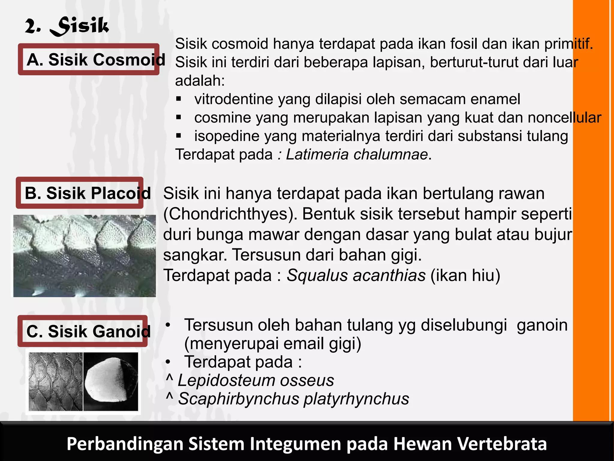 Sistem Integumen Vertebrata | PPTX