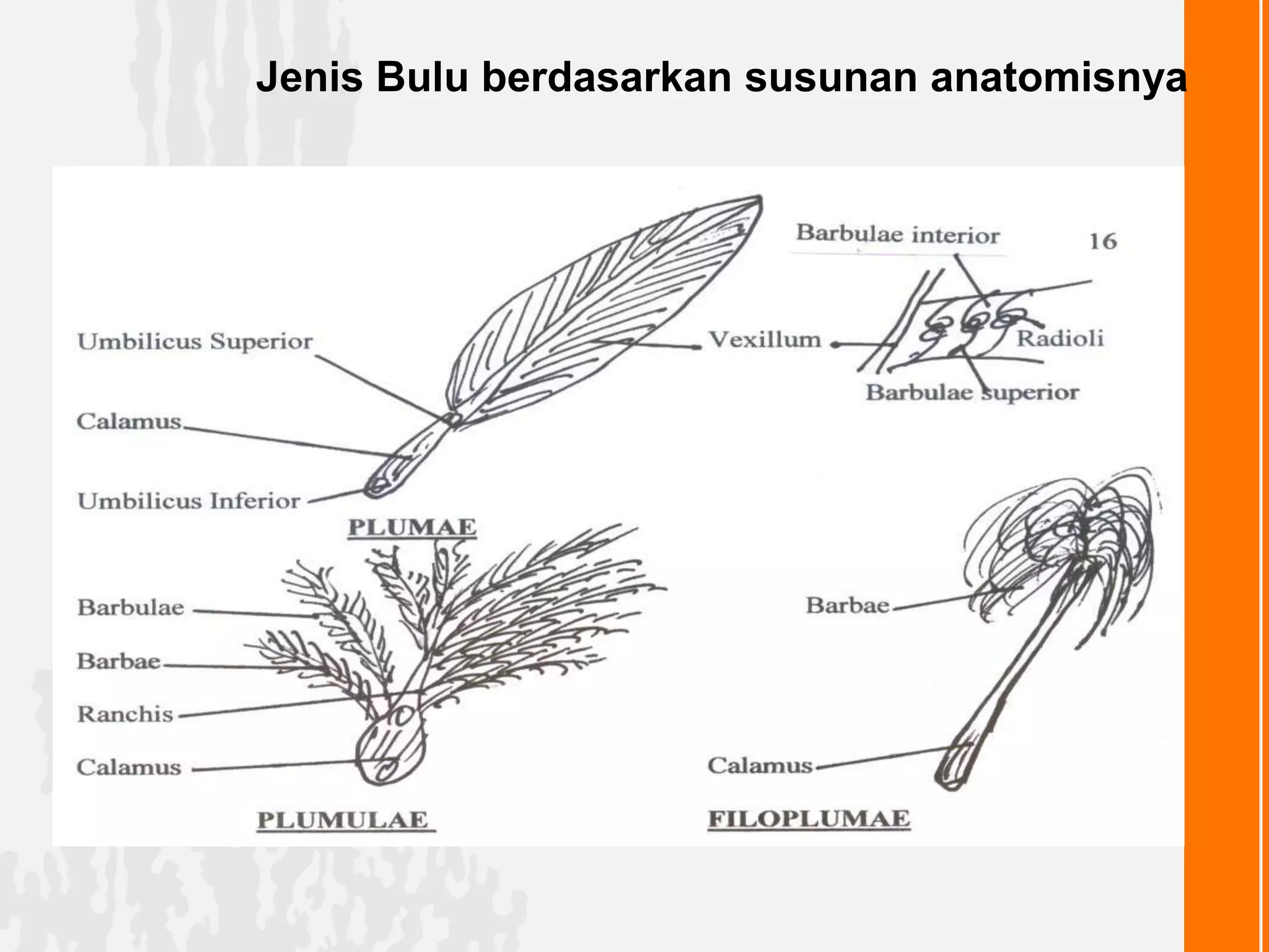 Sistem Integumen Vertebrata | PPTX