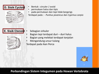 Sistem Integumen Vertebrata | PPTX