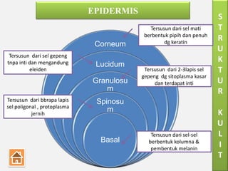 Sistem Integumen Vertebrata | PPTX