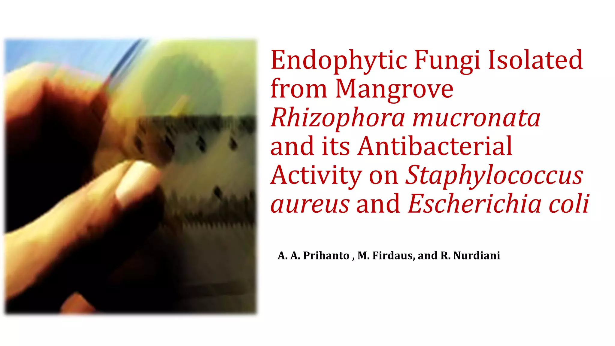 Antibacterial Activity of Endophytic fungi isolated from Rhizophora ...