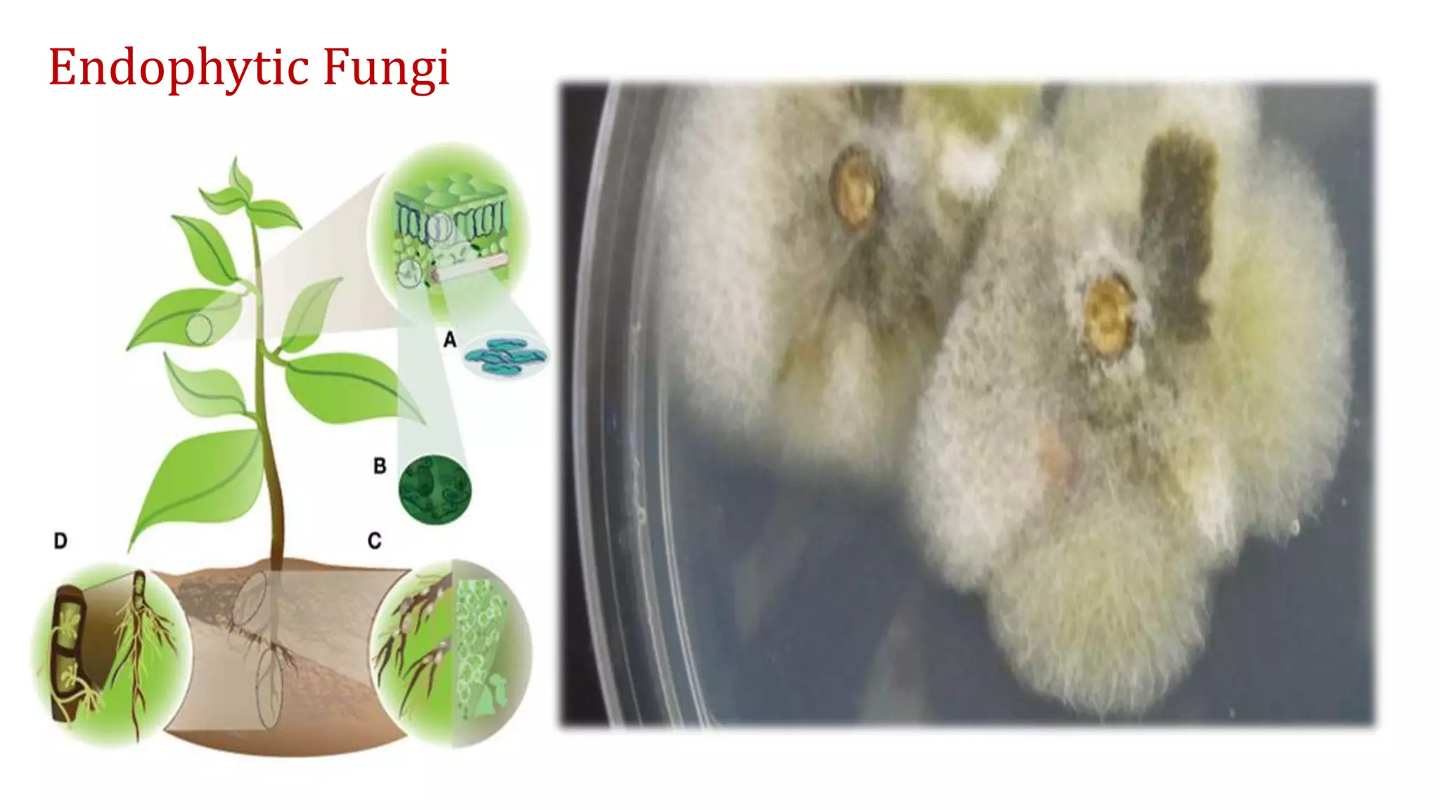 Antibacterial Activity of Endophytic fungi isolated from Rhizophora ...