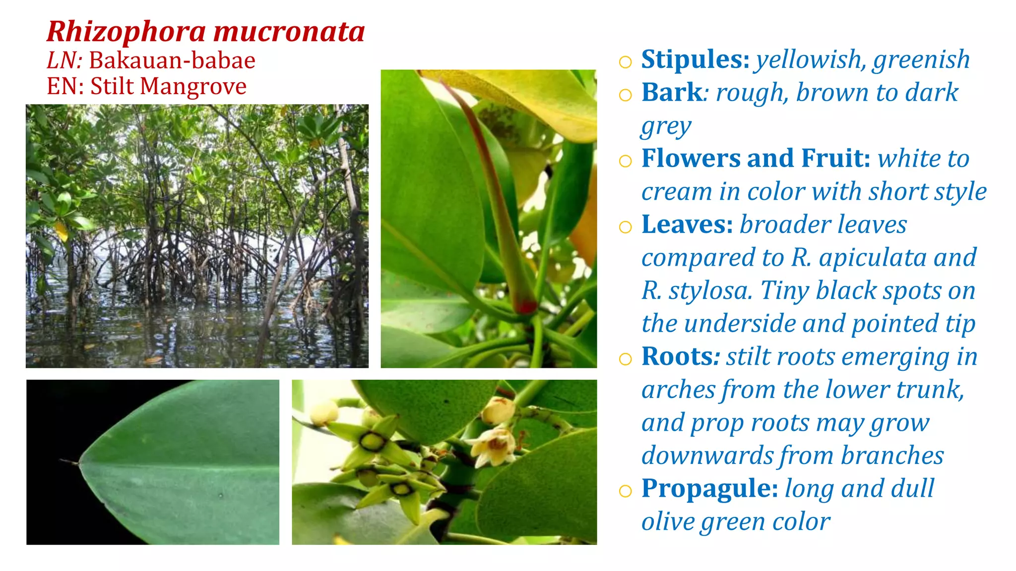 Antibacterial Activity of Endophytic fungi isolated from Rhizophora ...
