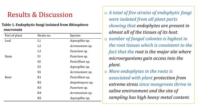 Antibacterial Activity of Endophytic fungi isolated from Rhizophora ...
