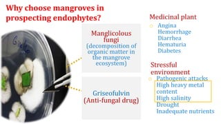 Antibacterial Activity of Endophytic fungi isolated from Rhizophora ...